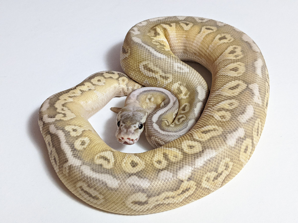 Morph List - World of Ball Pythons