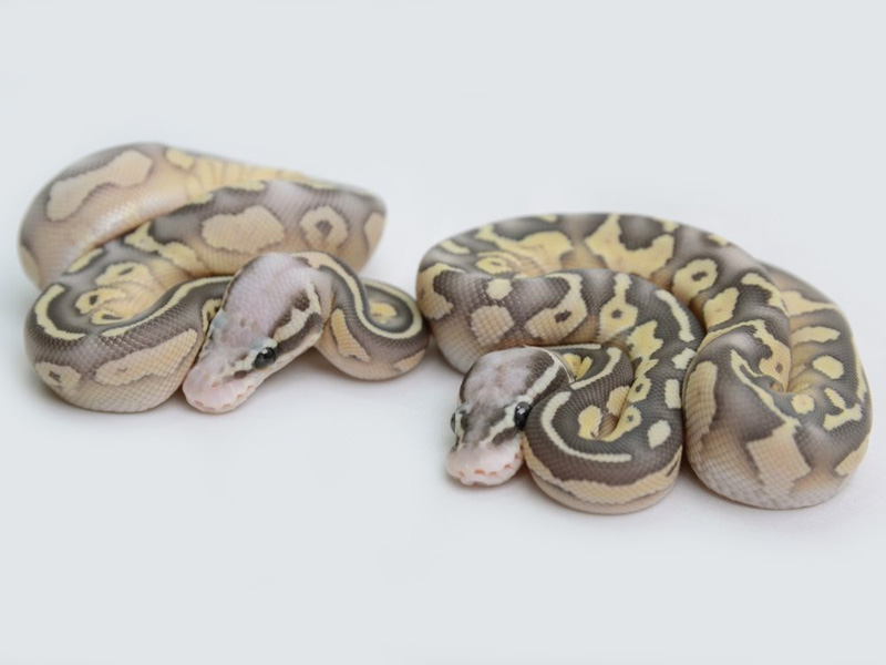 Morph List - World of Ball Pythons
