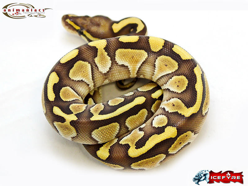 Morph List - World of Ball Pythons