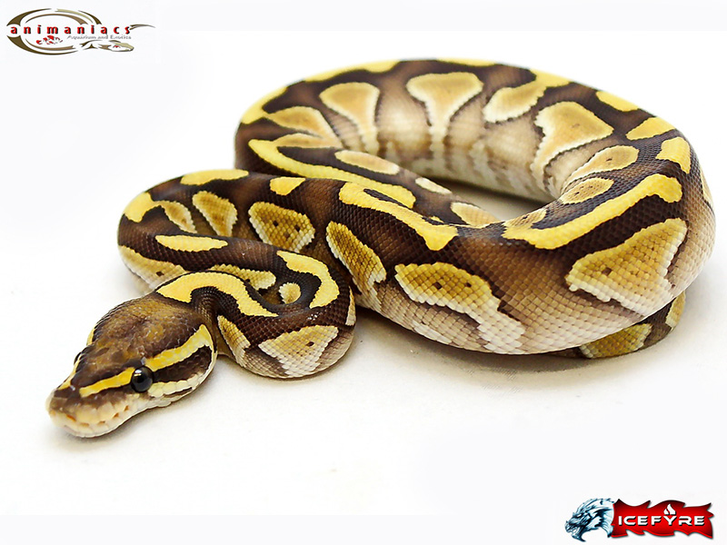 Morph List - World of Ball Pythons