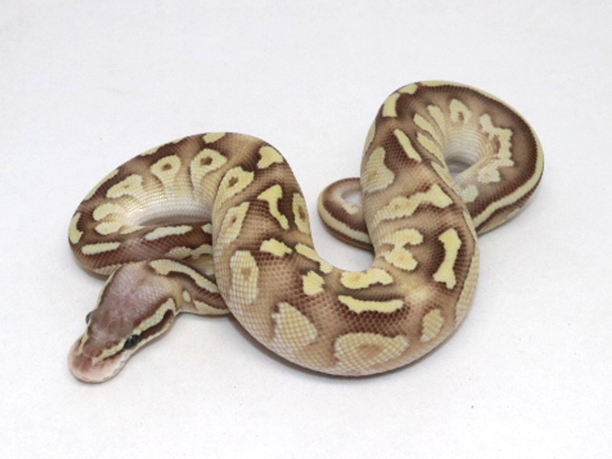 Morph List - World of Ball Pythons
