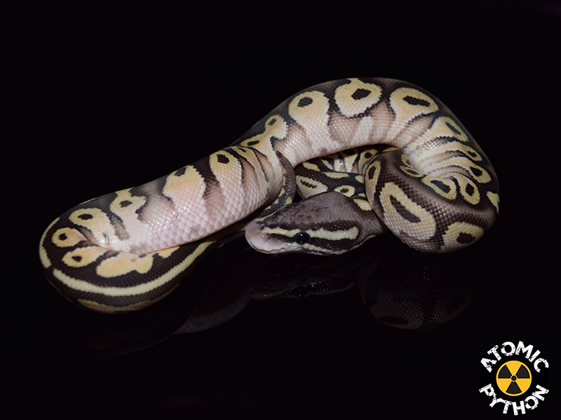 Morph List - World of Ball Pythons
