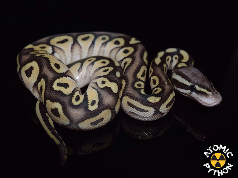 Morph List - World of Ball Pythons