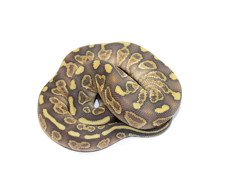 Morph List - World of Ball Pythons