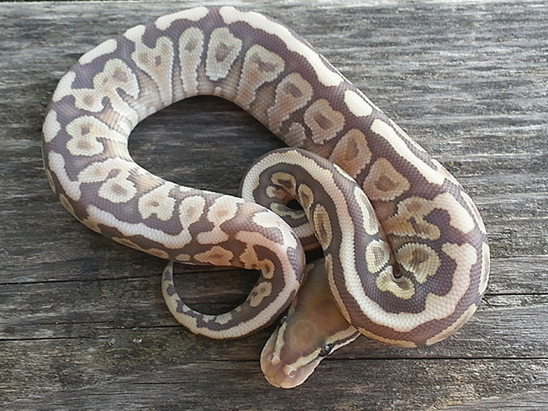Butter Orange Ghost Spotnose - Morph List - World of Ball Pythons