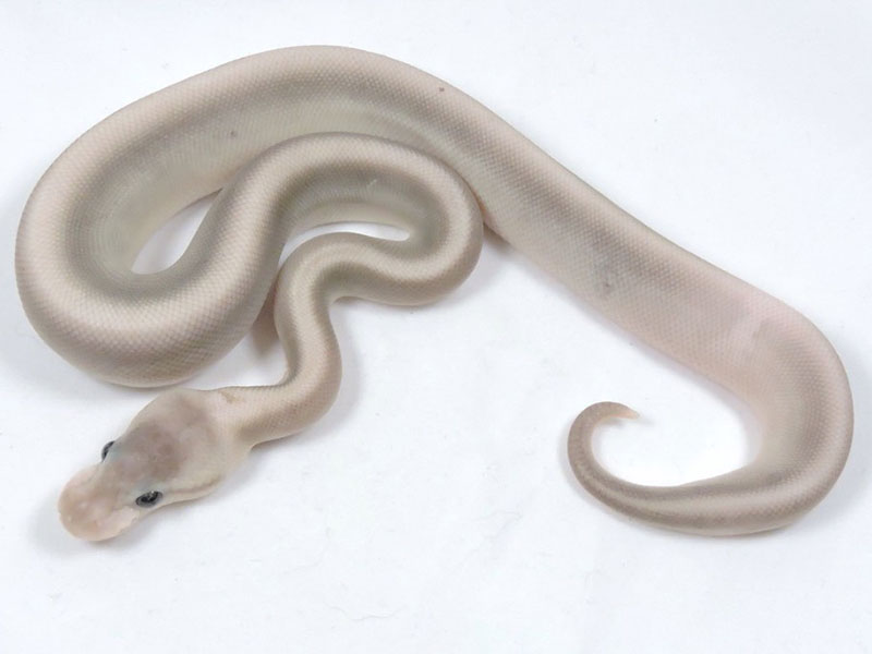 Morph List - World of Ball Pythons