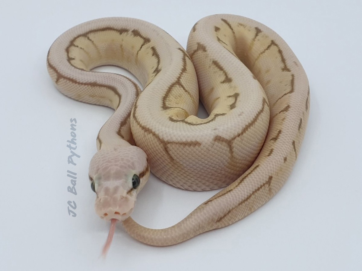 Morph List - World of Ball Pythons