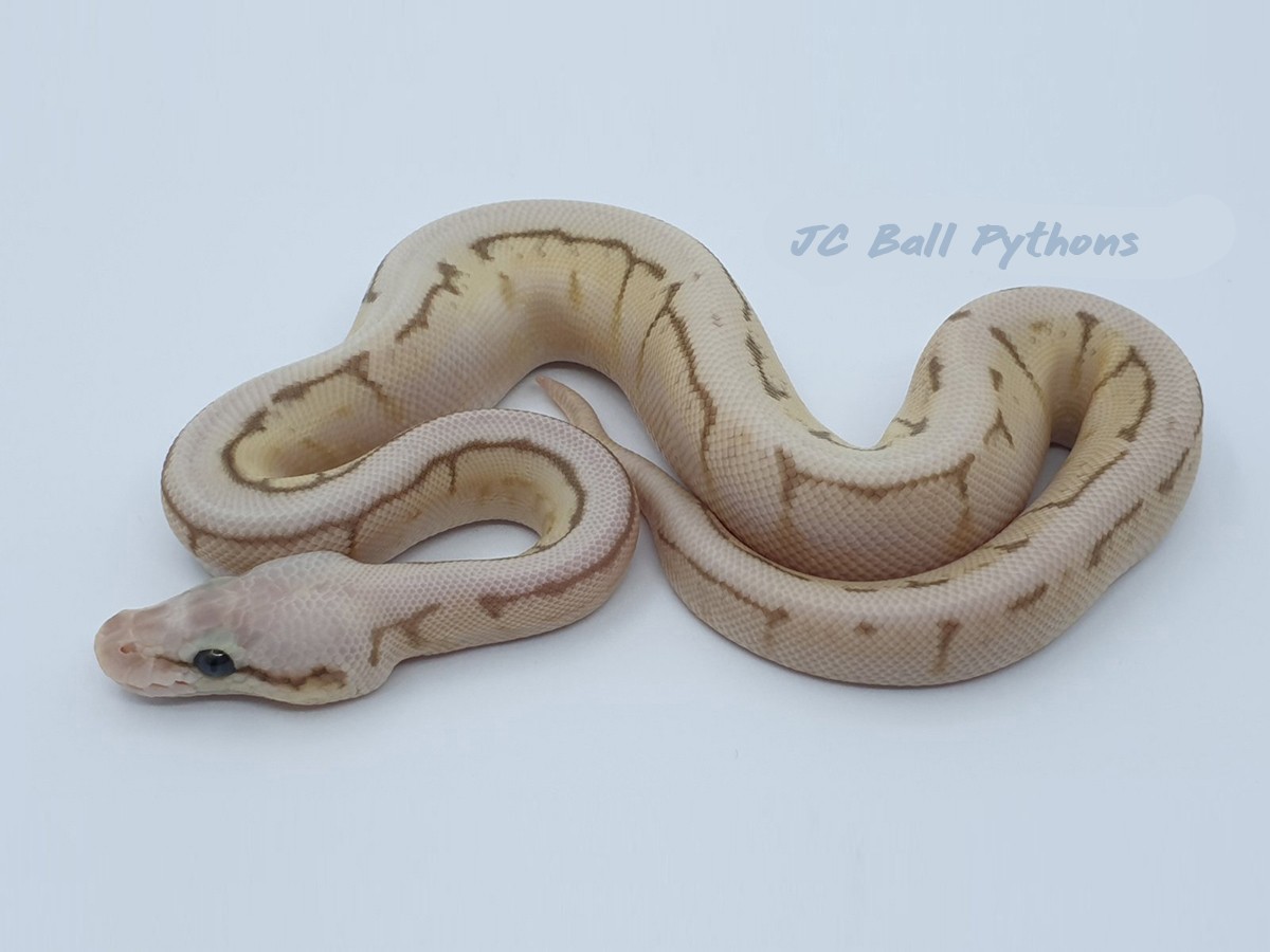 Morph List - World of Ball Pythons