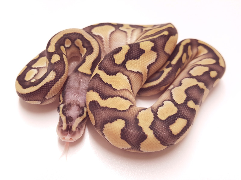 Morph List - World of Ball Pythons