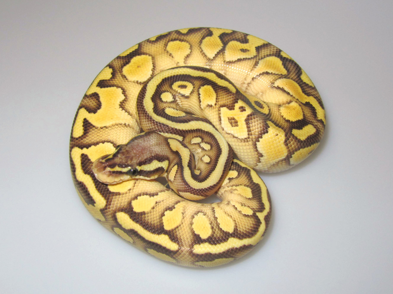 Pastel Yellow Belly Ball Python