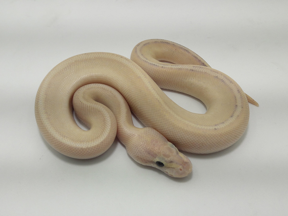 Morph List - World of Ball Pythons