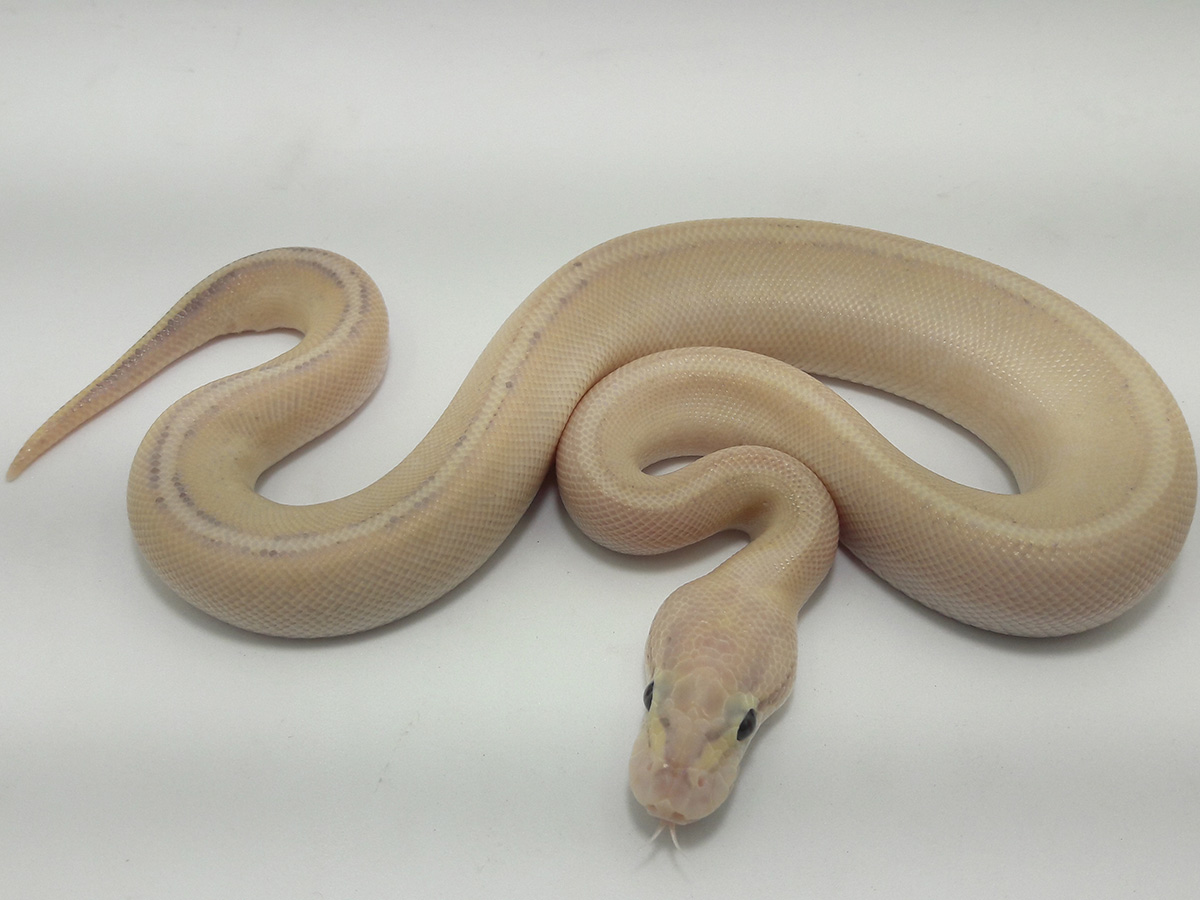 Morph List - World of Ball Pythons