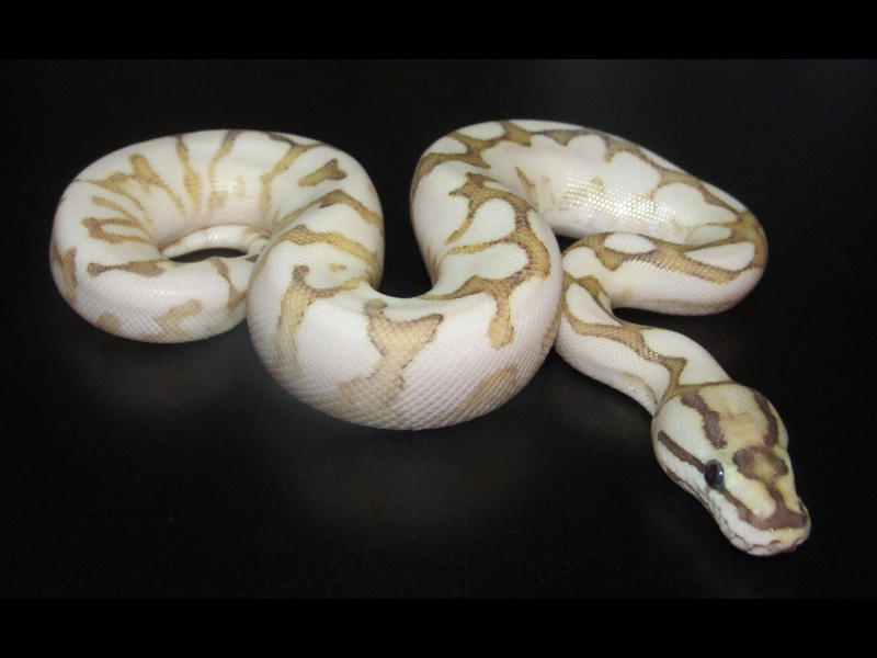 Butter Spider Ball Python