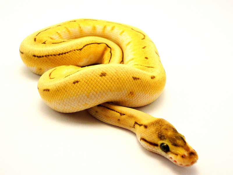 Morph List - World of Ball Pythons