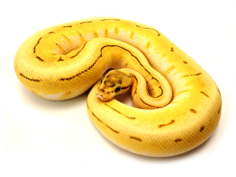 Morph List - World of Ball Pythons