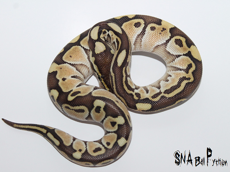 Morph List - World of Ball Pythons