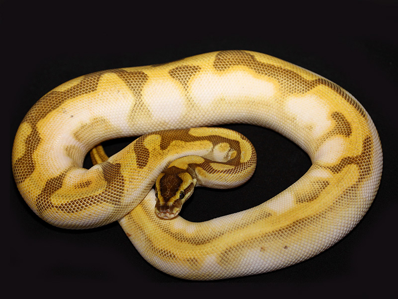 Morph List - World of Ball Pythons
