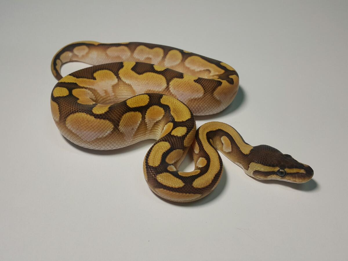 Morph List - World of Ball Pythons