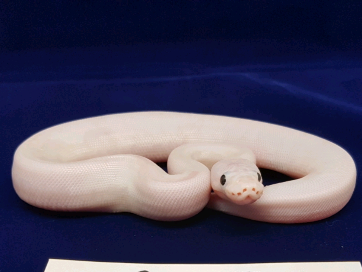 Pastel Super Fire Ball Python