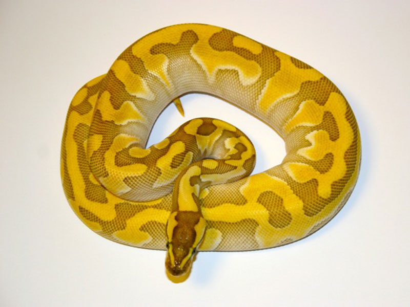 Morph List - World of Ball Pythons
