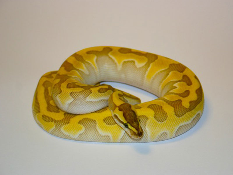 Morph List - World of Ball Pythons