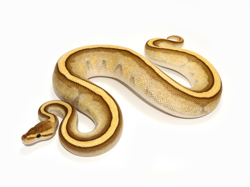 Morph List - World of Ball Pythons