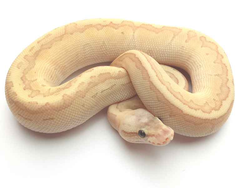 Morph List - World of Ball Pythons