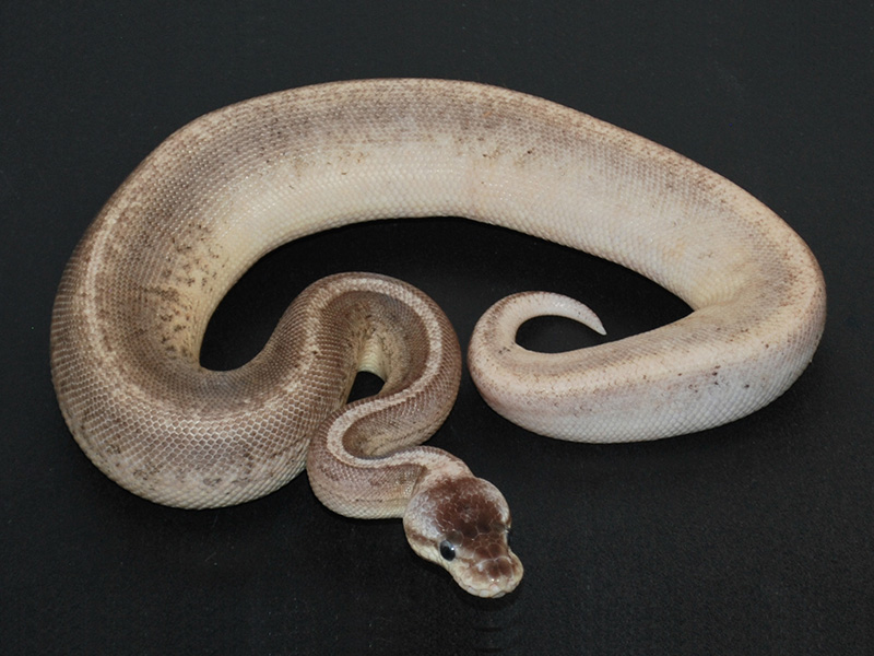 Calico Black Pewter Blast - Morph List - World of Ball Pythons