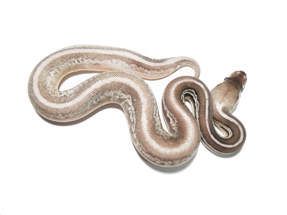 Morph List - World of Ball Pythons