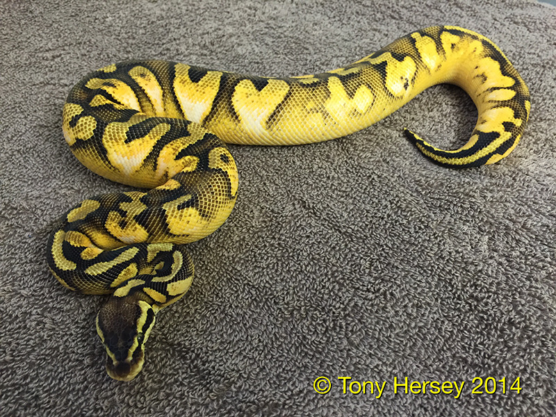 Morph List - World of Ball Pythons