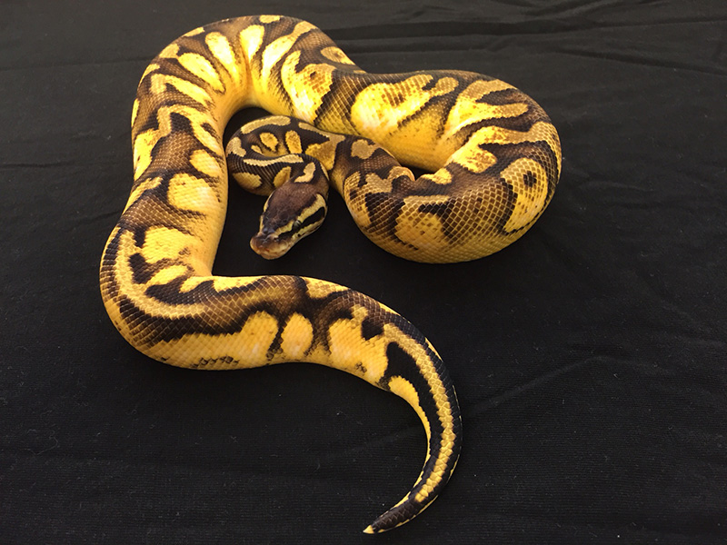 Morph List - World of Ball Pythons