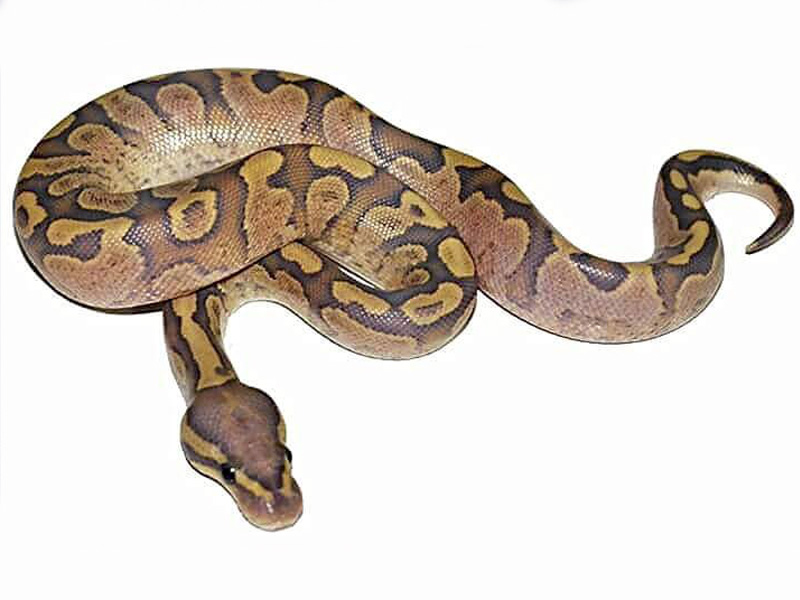 Morph List - World of Ball Pythons