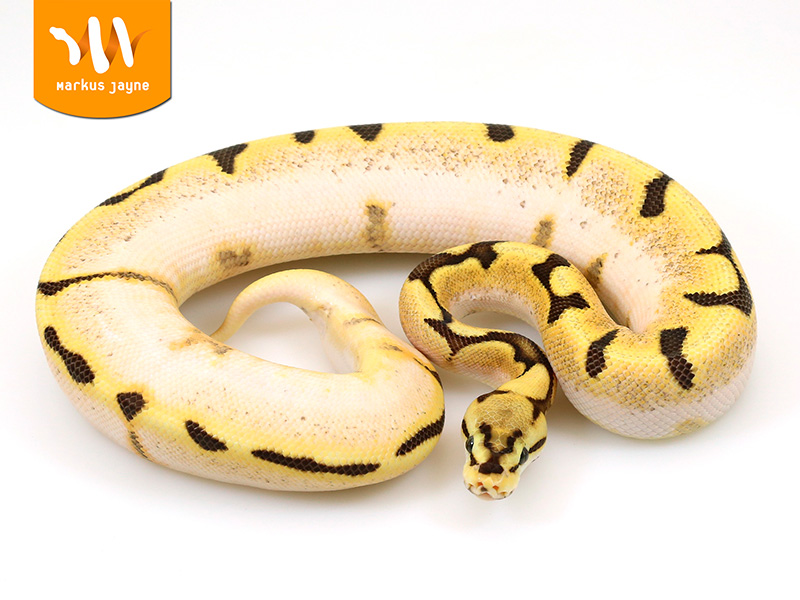 Morph List - World of Ball Pythons