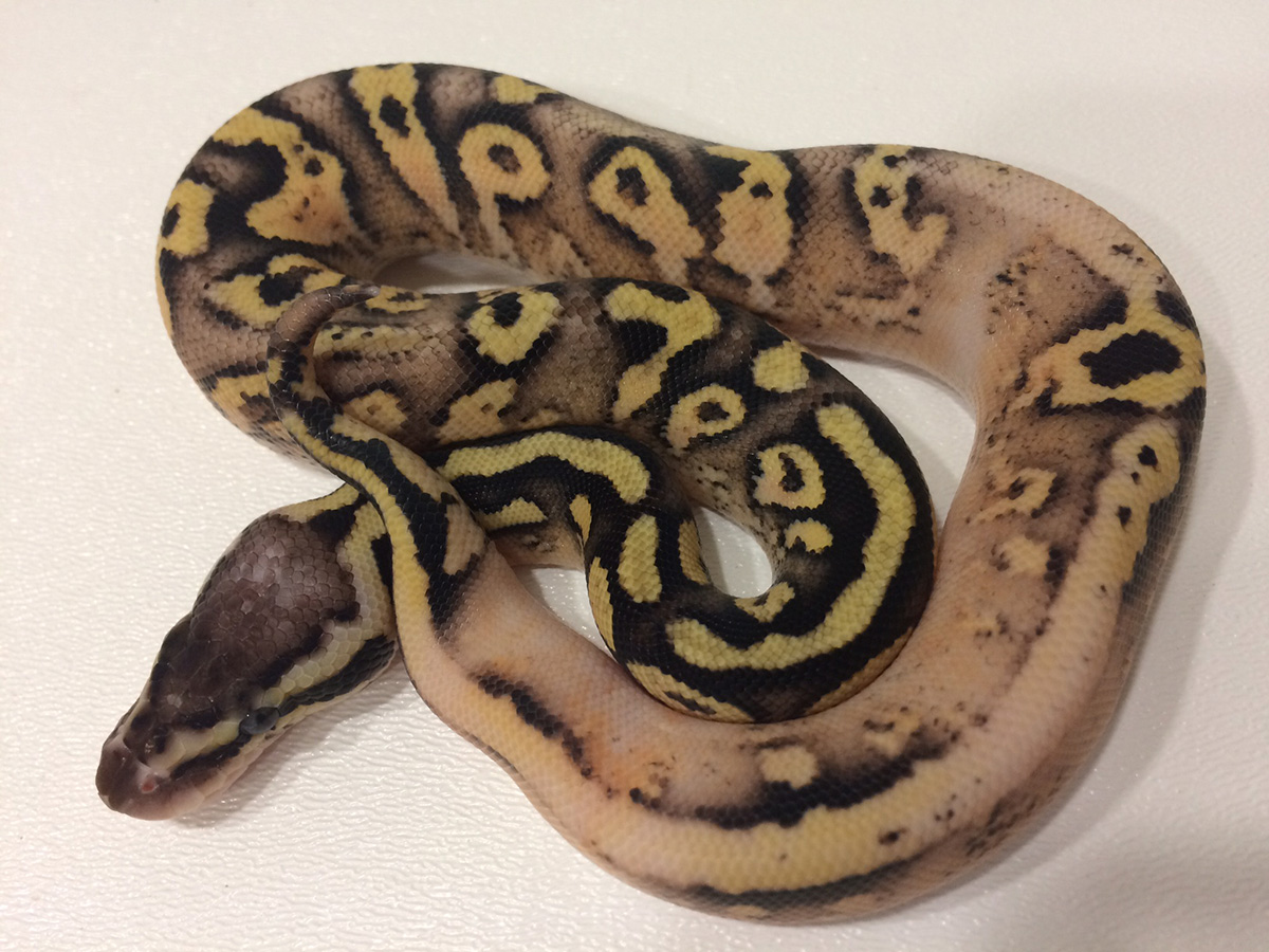 Calico Firefly Ball Python
