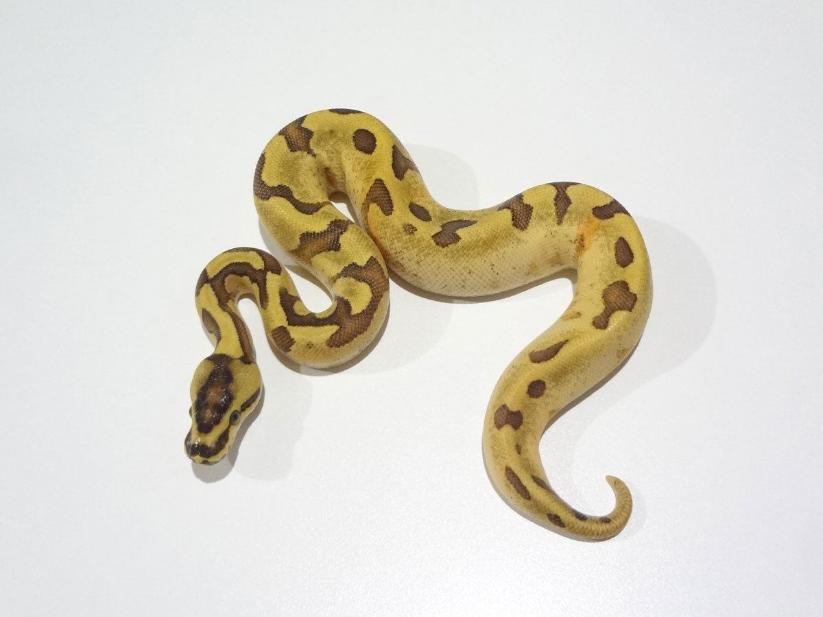 Morph List - World of Ball Pythons