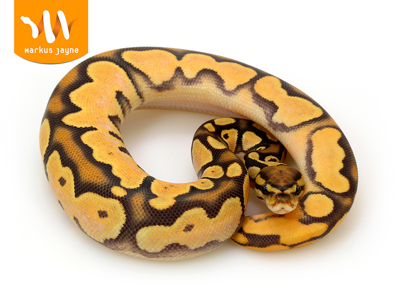 Morph List - World of Ball Pythons