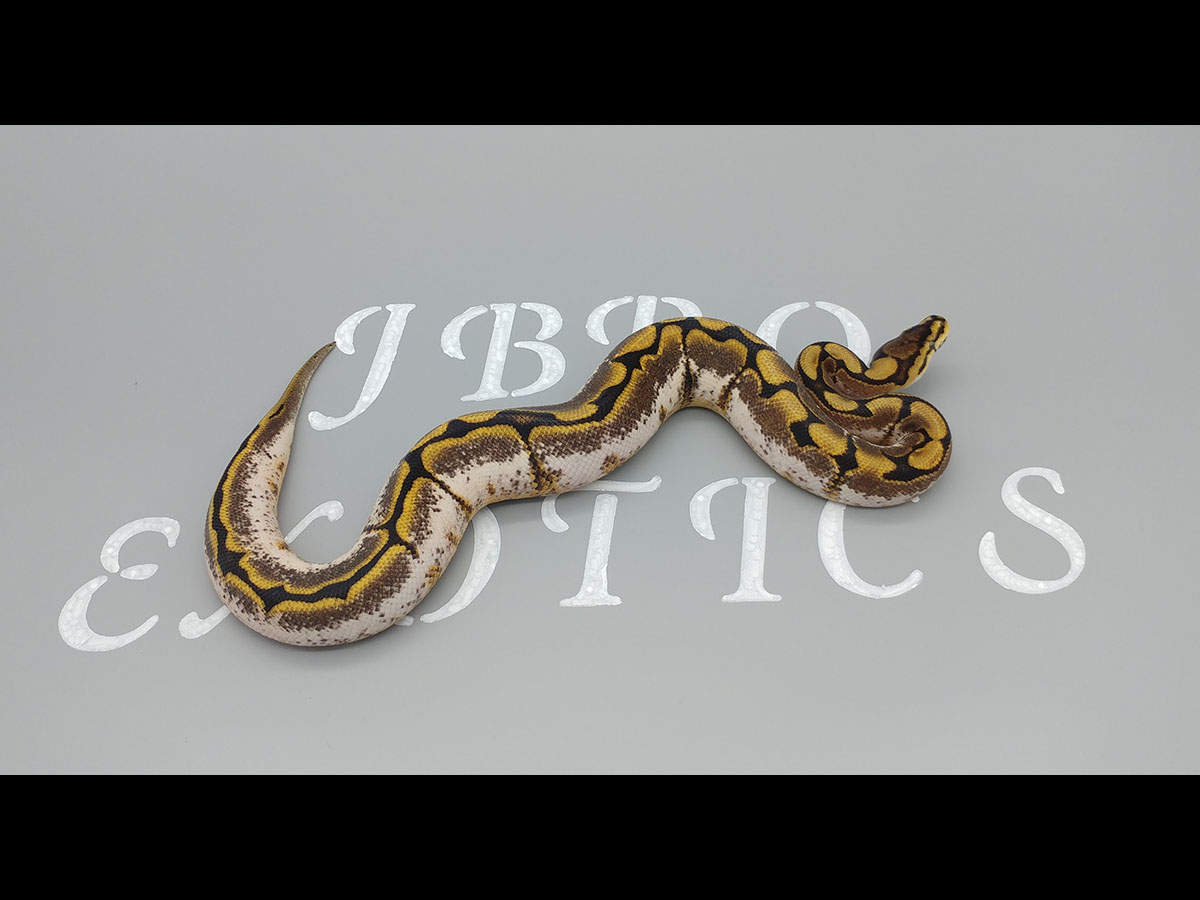 Morph List - World of Ball Pythons