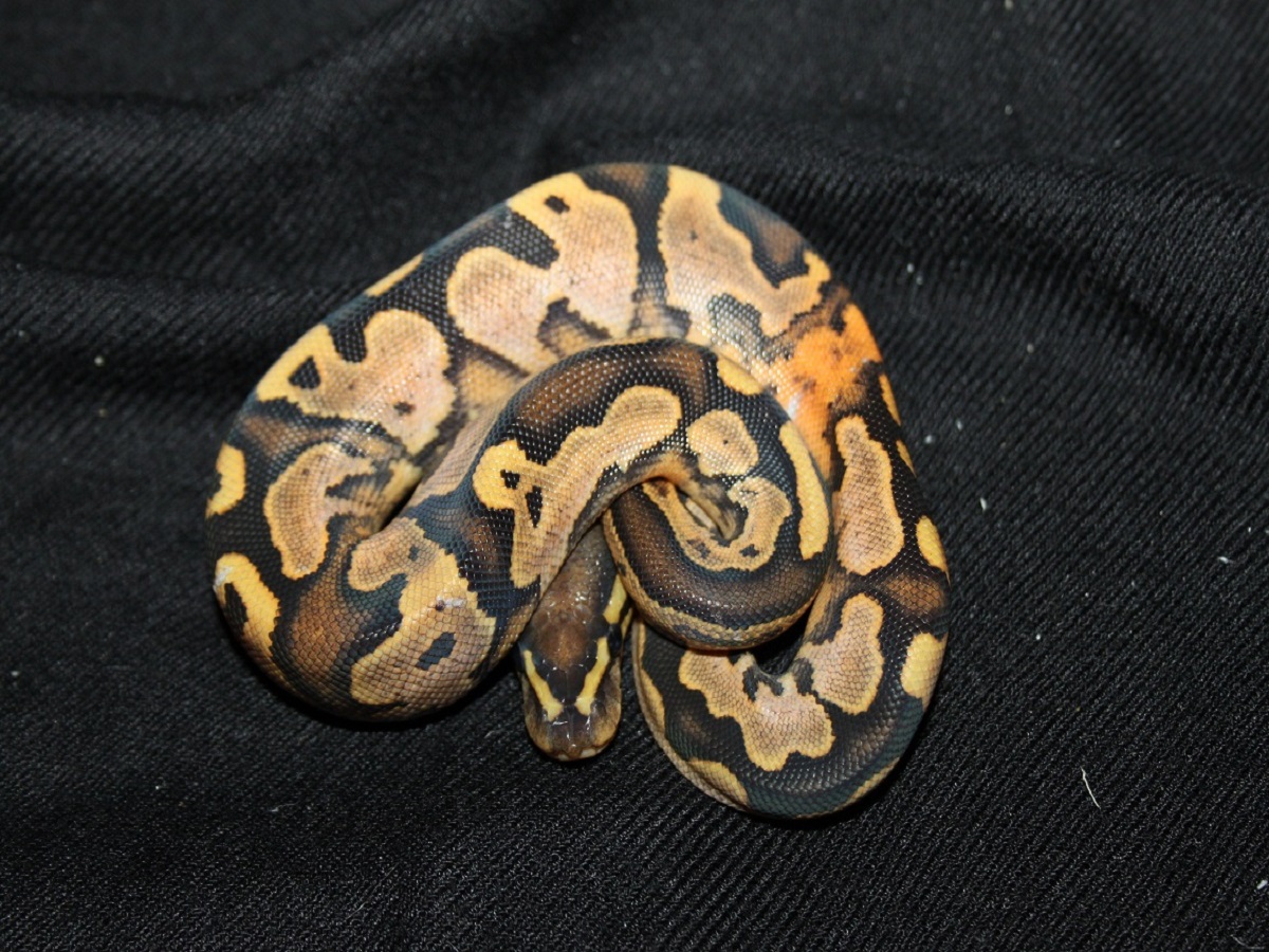 Morph List - World of Ball Pythons