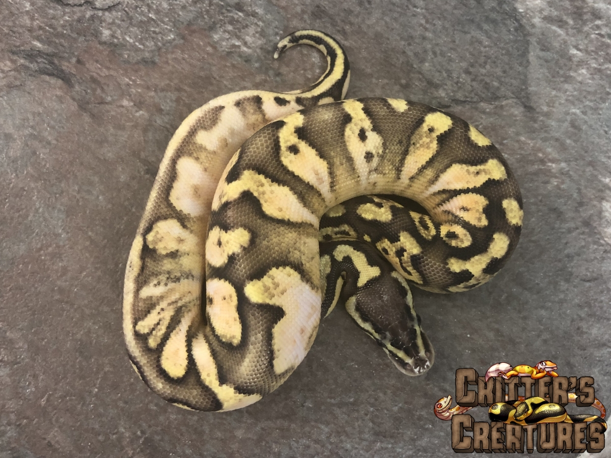 Morph List - World of Ball Pythons
