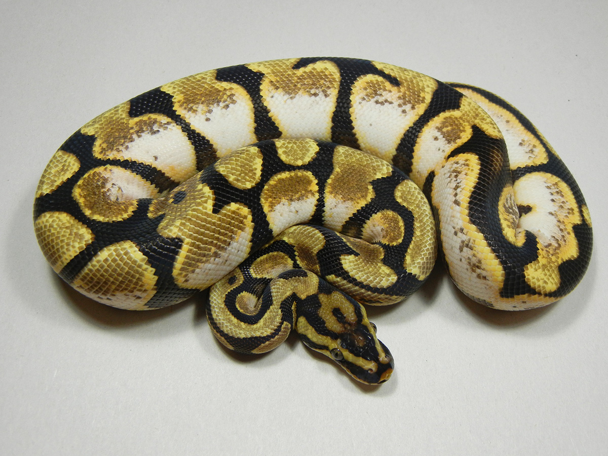 Morph List - World of Ball Pythons