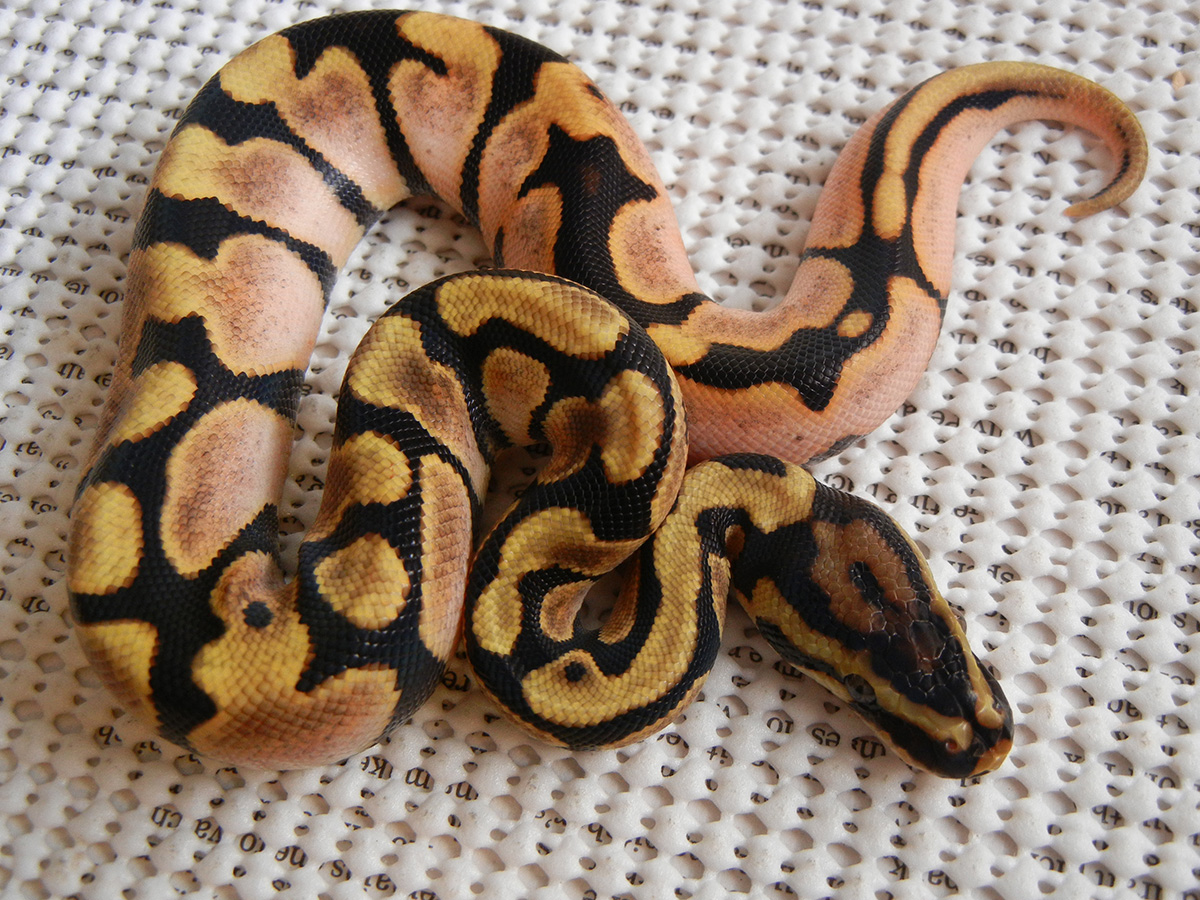 Morph List - World of Ball Pythons