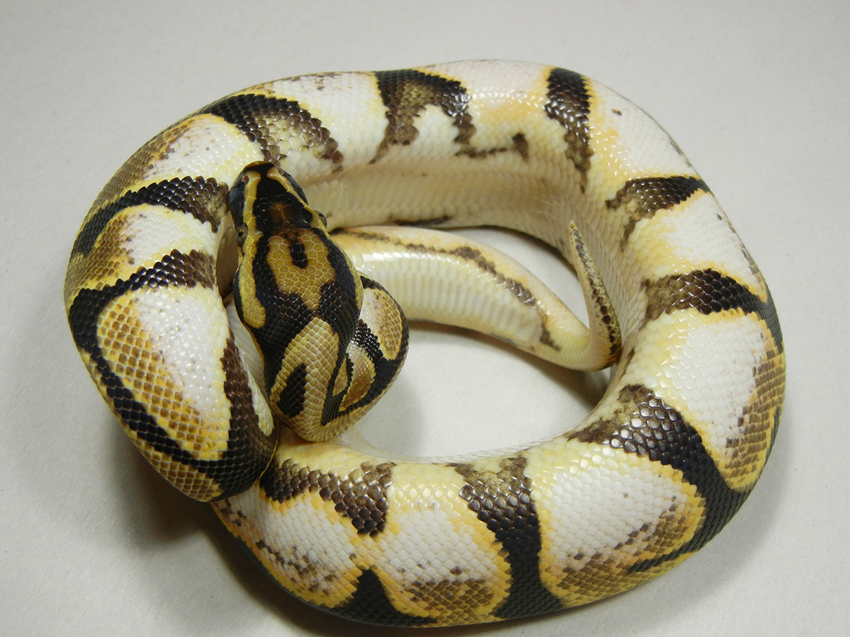 Morph List - World of Ball Pythons