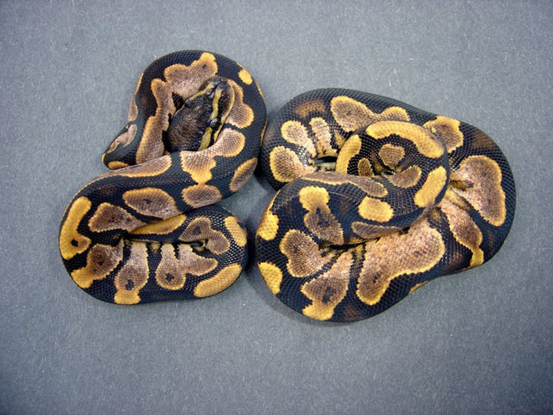 Morph List - World of Ball Pythons