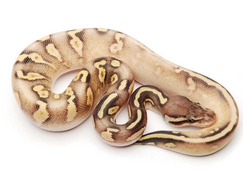 Morph List - World of Ball Pythons