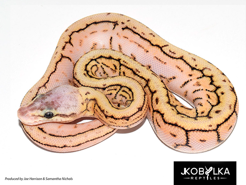 Morph List - World of Ball Pythons Morph List - World of Ball Pythons