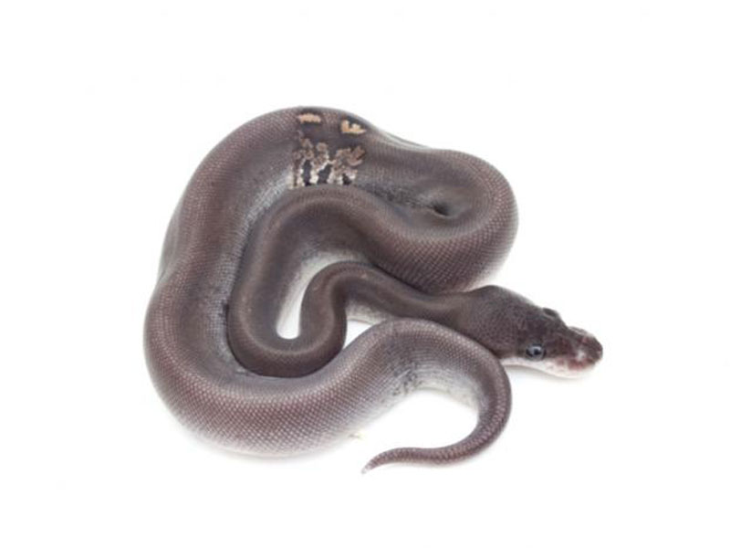 Super Cinnamon Pied Ball Python