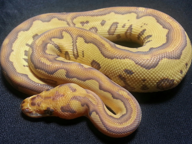 Morph List - World of Ball Pythons