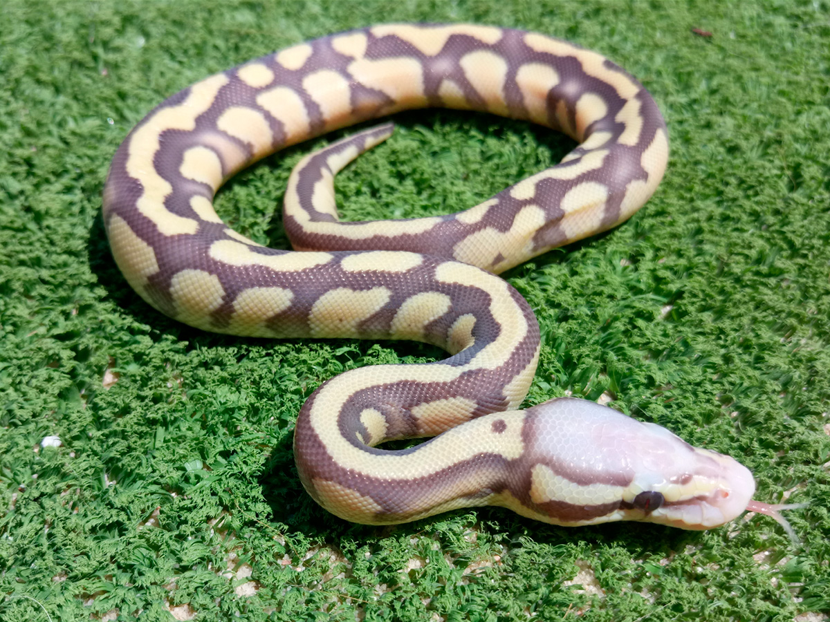 Morph List - World of Ball Pythons Morph List - World of Ball Pythons