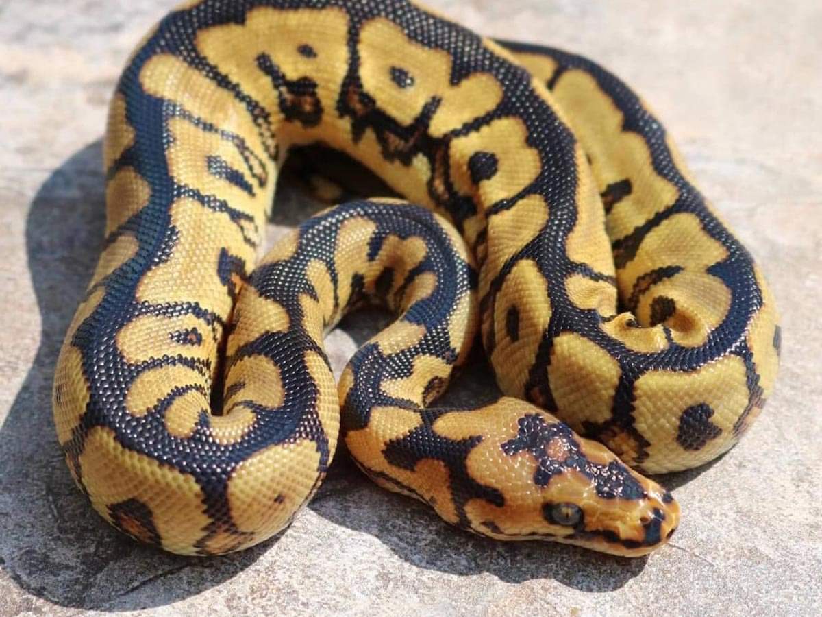 Morph List - World of Ball Pythons