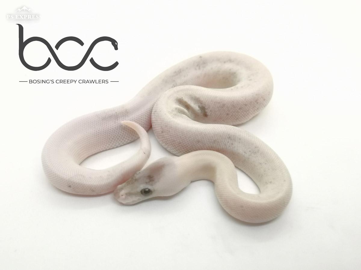 Morph List - World of Ball Pythons